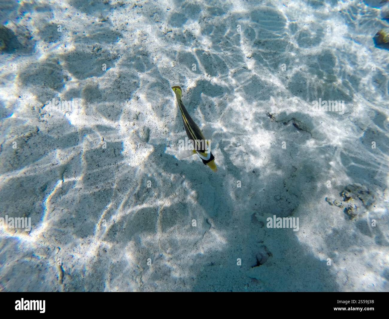 Red Sea Racoon butterflyfish (Chaetodon fasciatus) eating from the sea ...