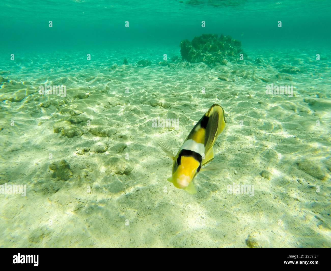 Red Sea Racoon butterflyfish (Chaetodon fasciatus) eating from the sea ...