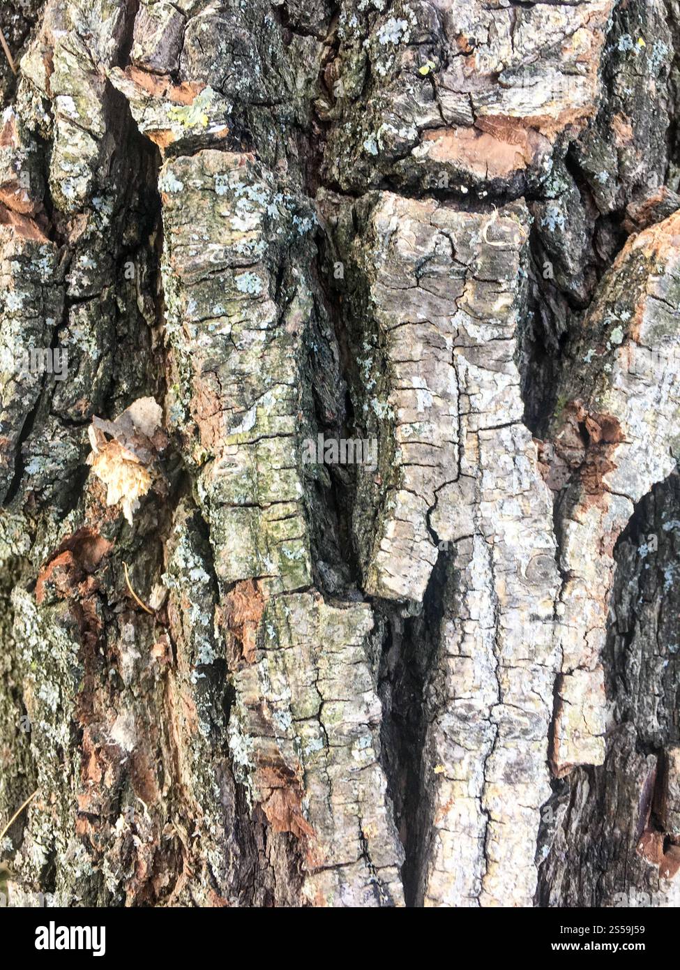 Oak bark texture. Tree bark background. Texture of tree bark Stock ...
