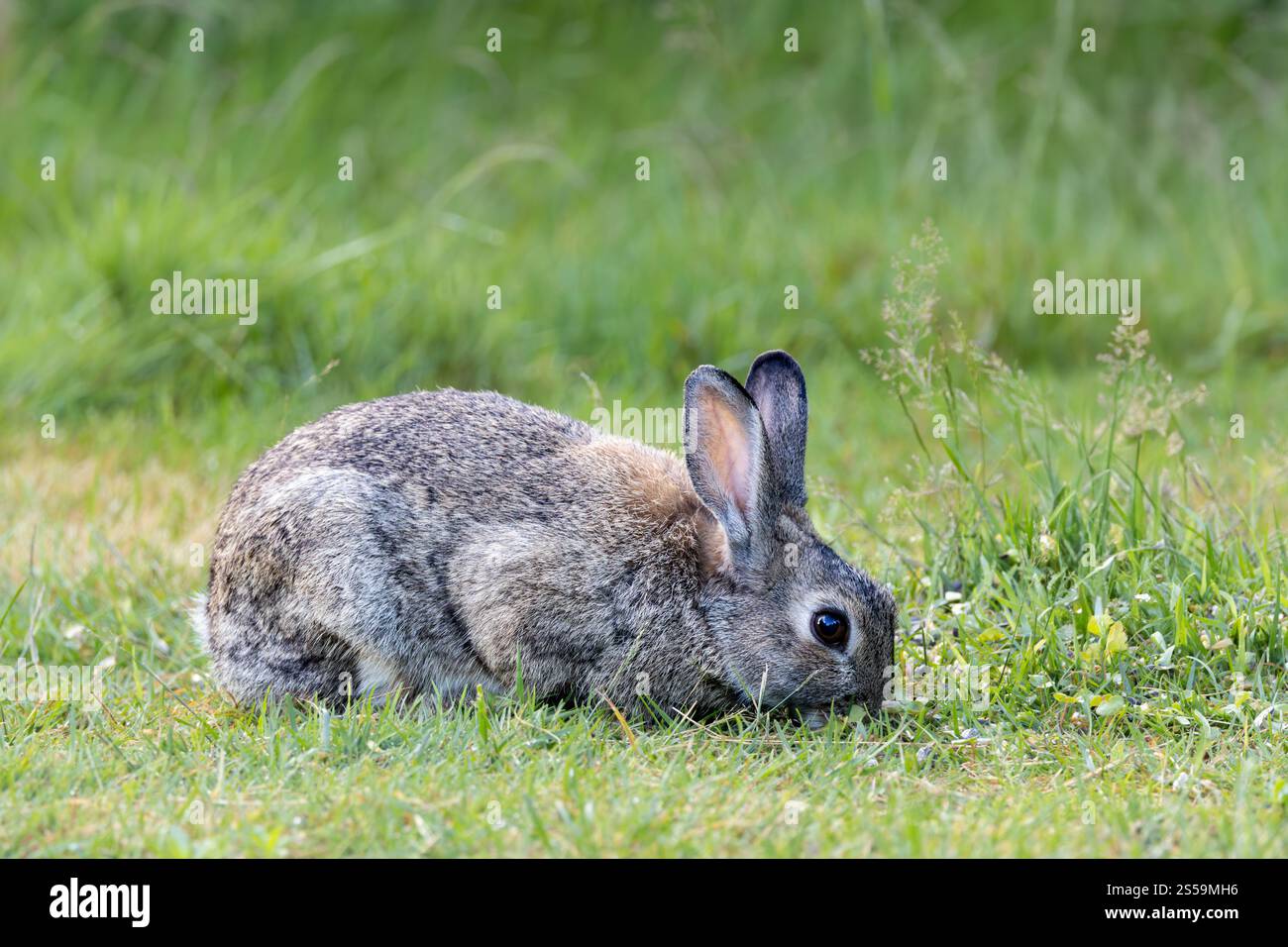 Close up of Wild rabbit, Oryctolagus cuniculus, quietly eating grass ...