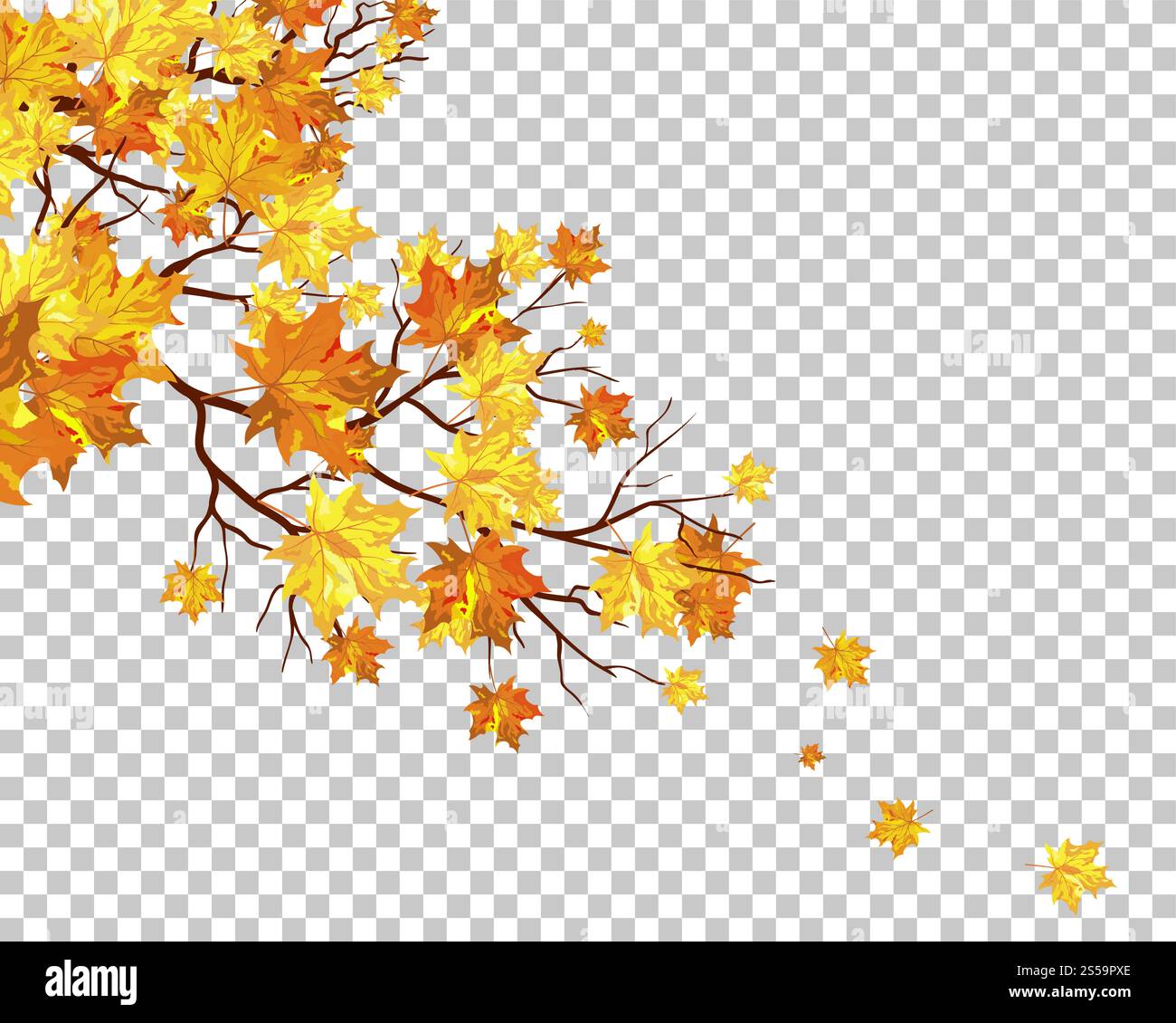 Fall (Autumn) Maple Background. Transparency Grid Design. Vector ...