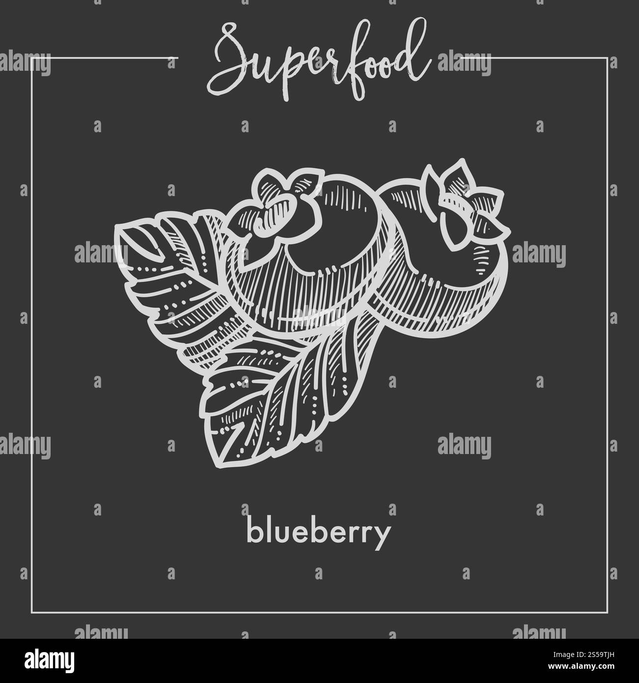 Ripe sweet blueberry with leaves monochrome superfood sketch. Organic ...