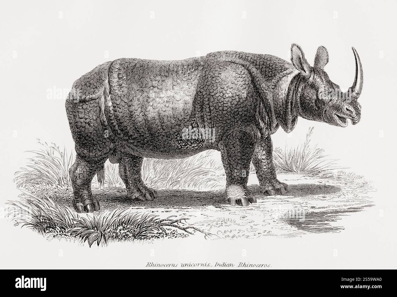 The Indian rhinoceros (Rhinoceros unicornis), aka the greater one ...