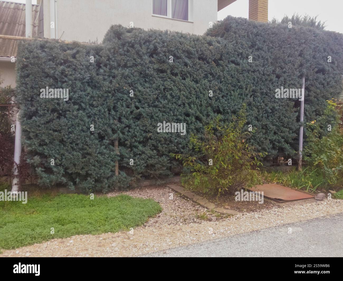 Fence made from plants Stock Photo - Alamy