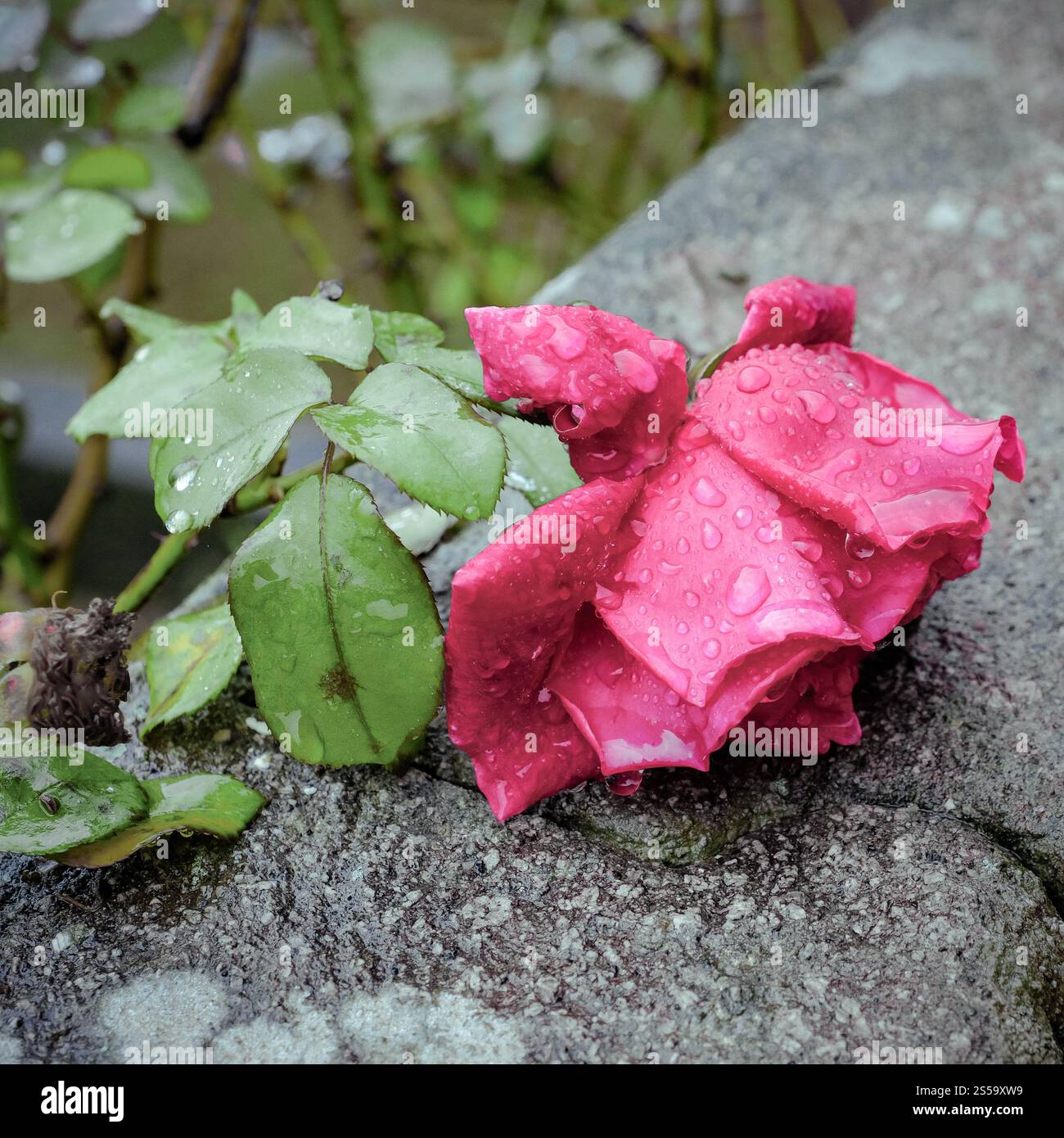 Dropped rose flower in the pouring rain Stock Photo - Alamy