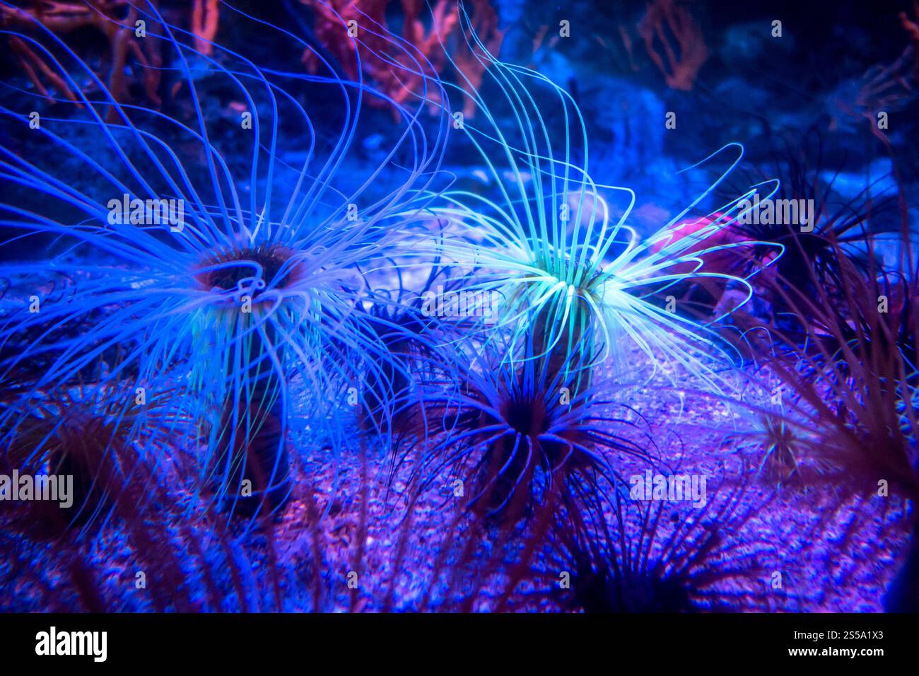 Sea anemone on a tropical coral reef. Sea anemone on a coral reef Stock ...