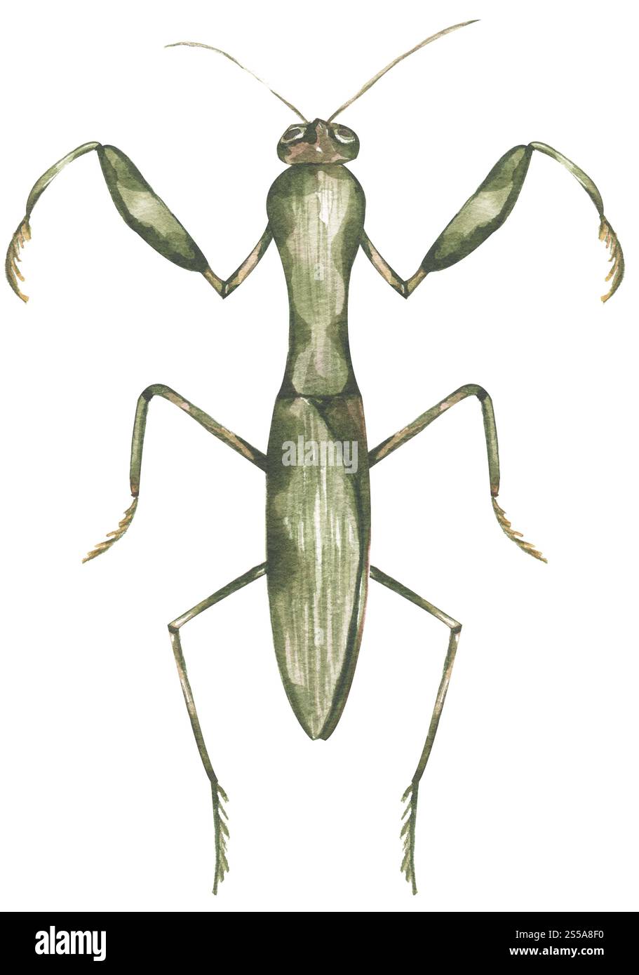 watercolor hand drawn mantis illustration, children educational clipart ...