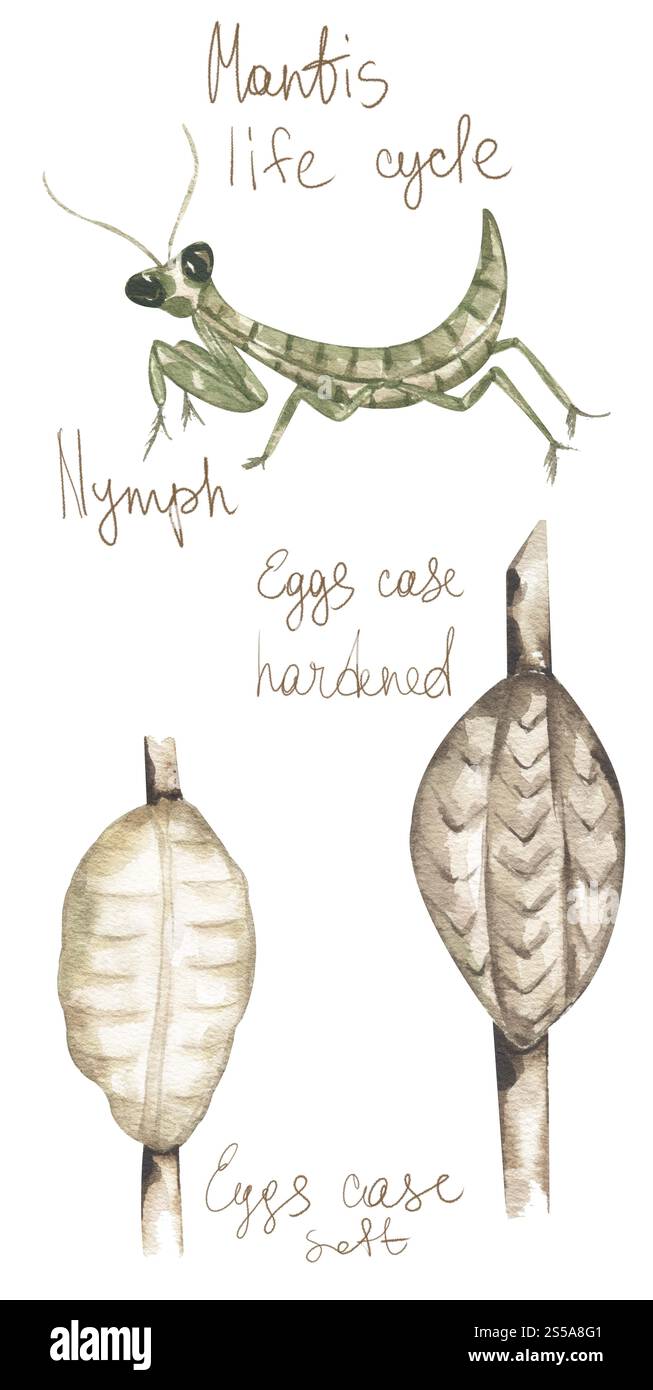 watercolor hand drawn mantis life cycle illustration poster, children ...