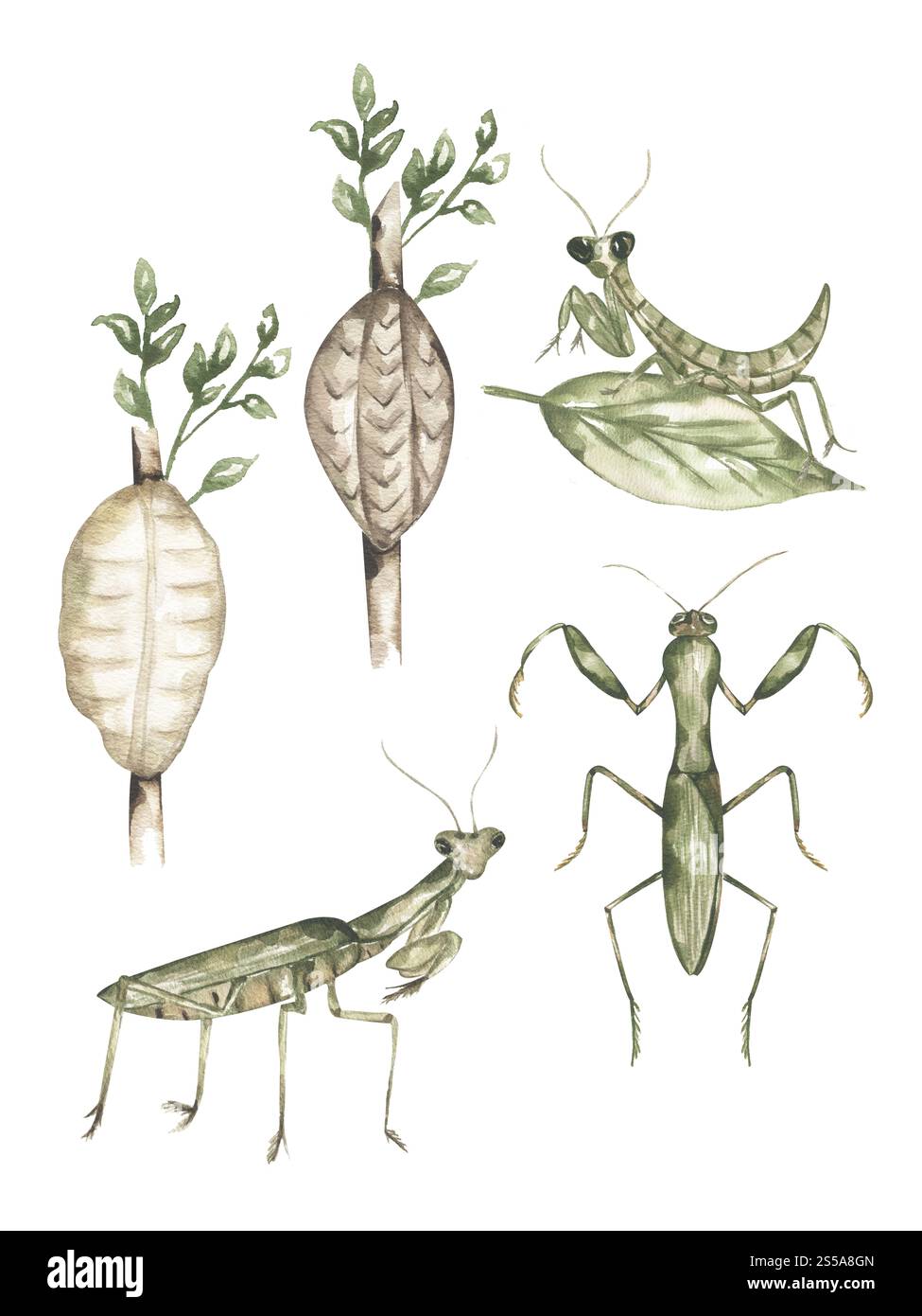 watercolor hand drawn mantis life cycle illustration poster, children ...