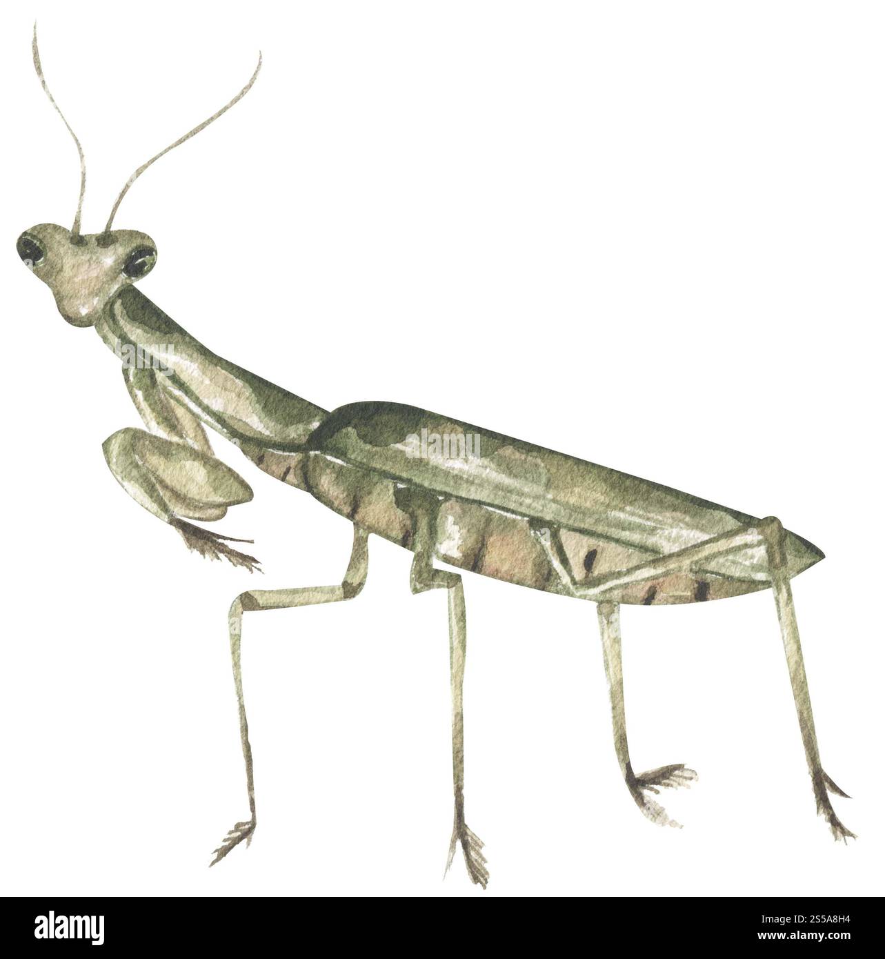 watercolor hand drawn mantis illustration, children educational clipart ...