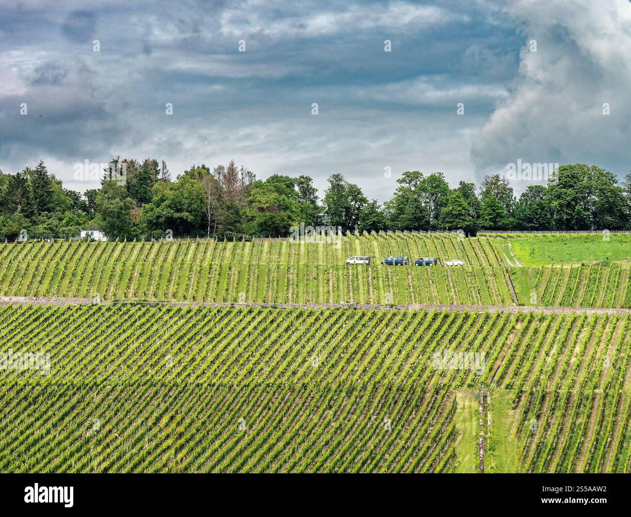 Vineyard landscape showcasing rows of thriving grape plants, vehicles ...