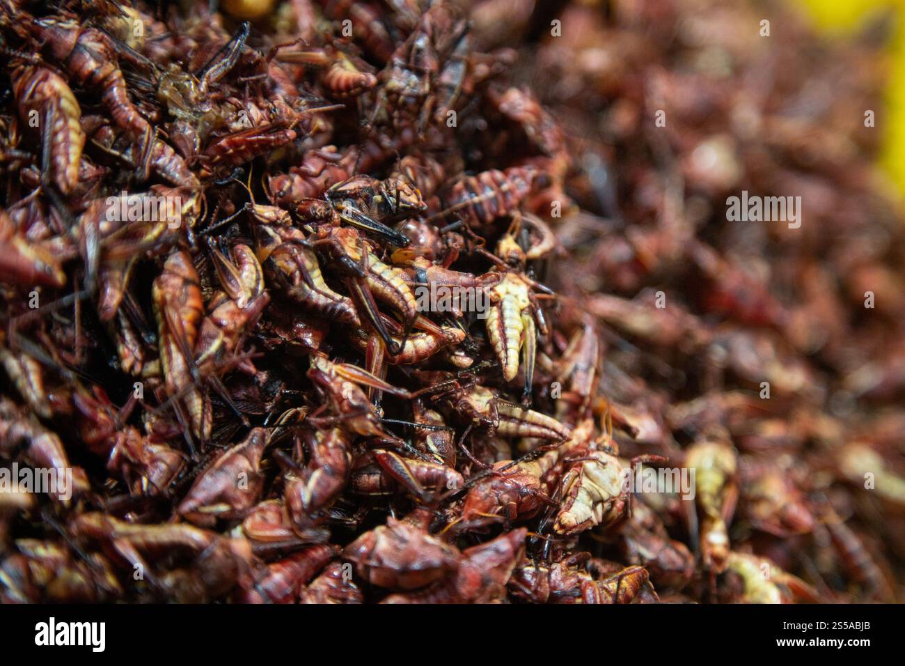 Grasshoppers are edible insects used in Mexican cuisine in the Oaxaca ...