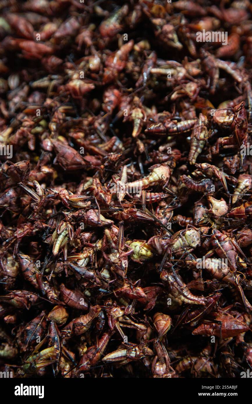 Grasshoppers are edible insects used in Mexican cuisine in the Oaxaca ...