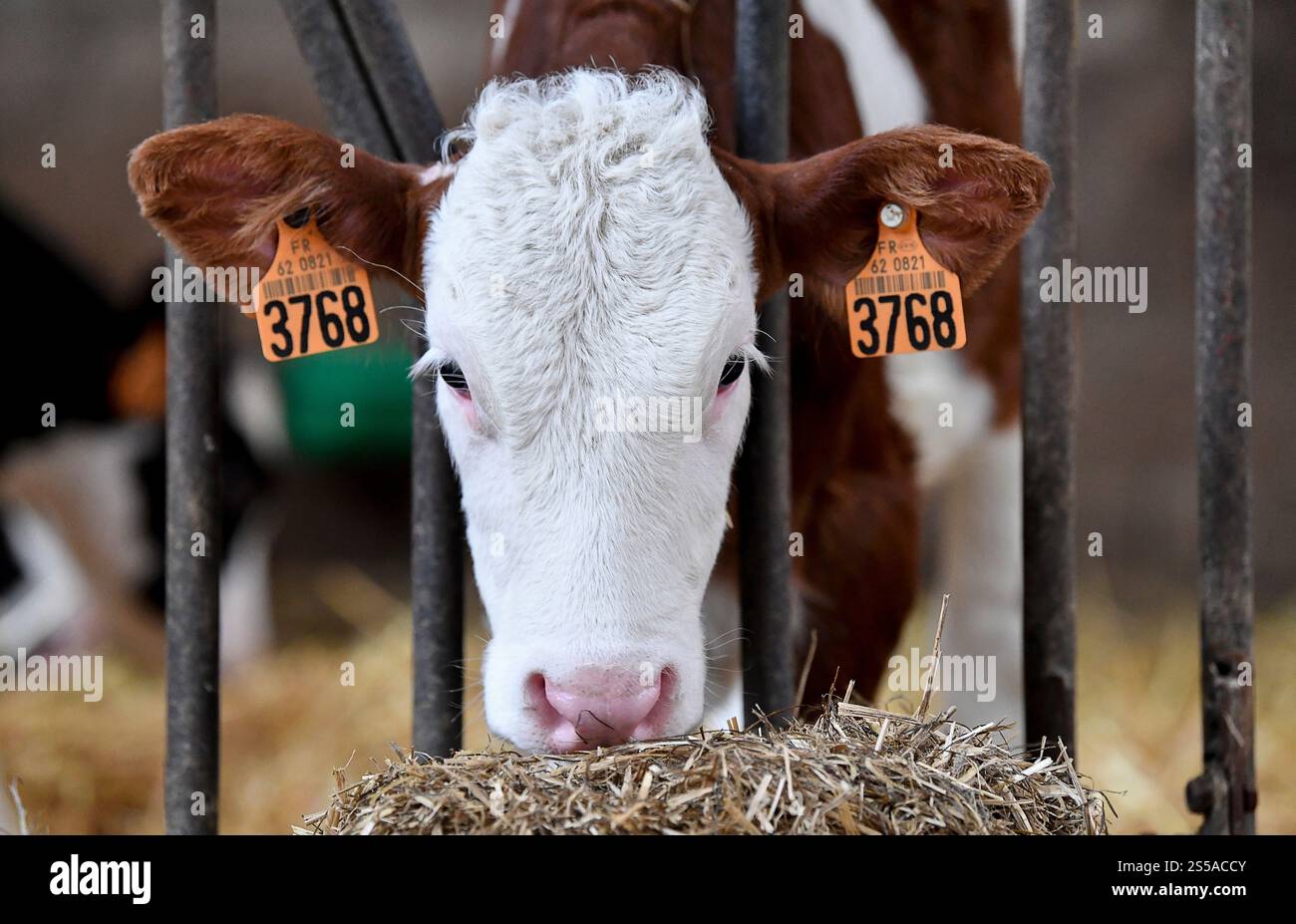 Cattle breeding: calf in one cowshed. Calf with ear tags, with animal ...