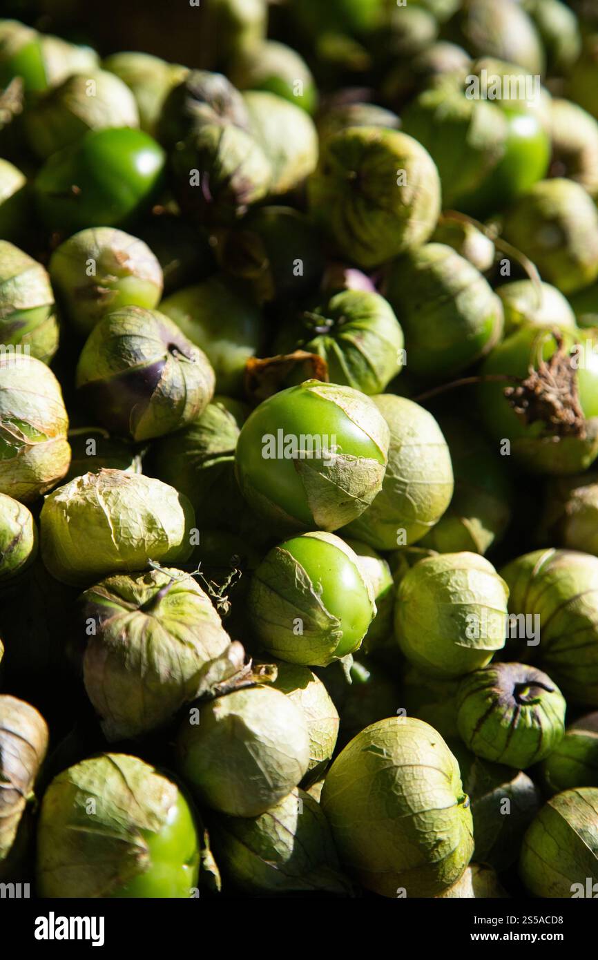 Mexican tomatillos. Small fresh green tomatoes at the Abastos market in ...