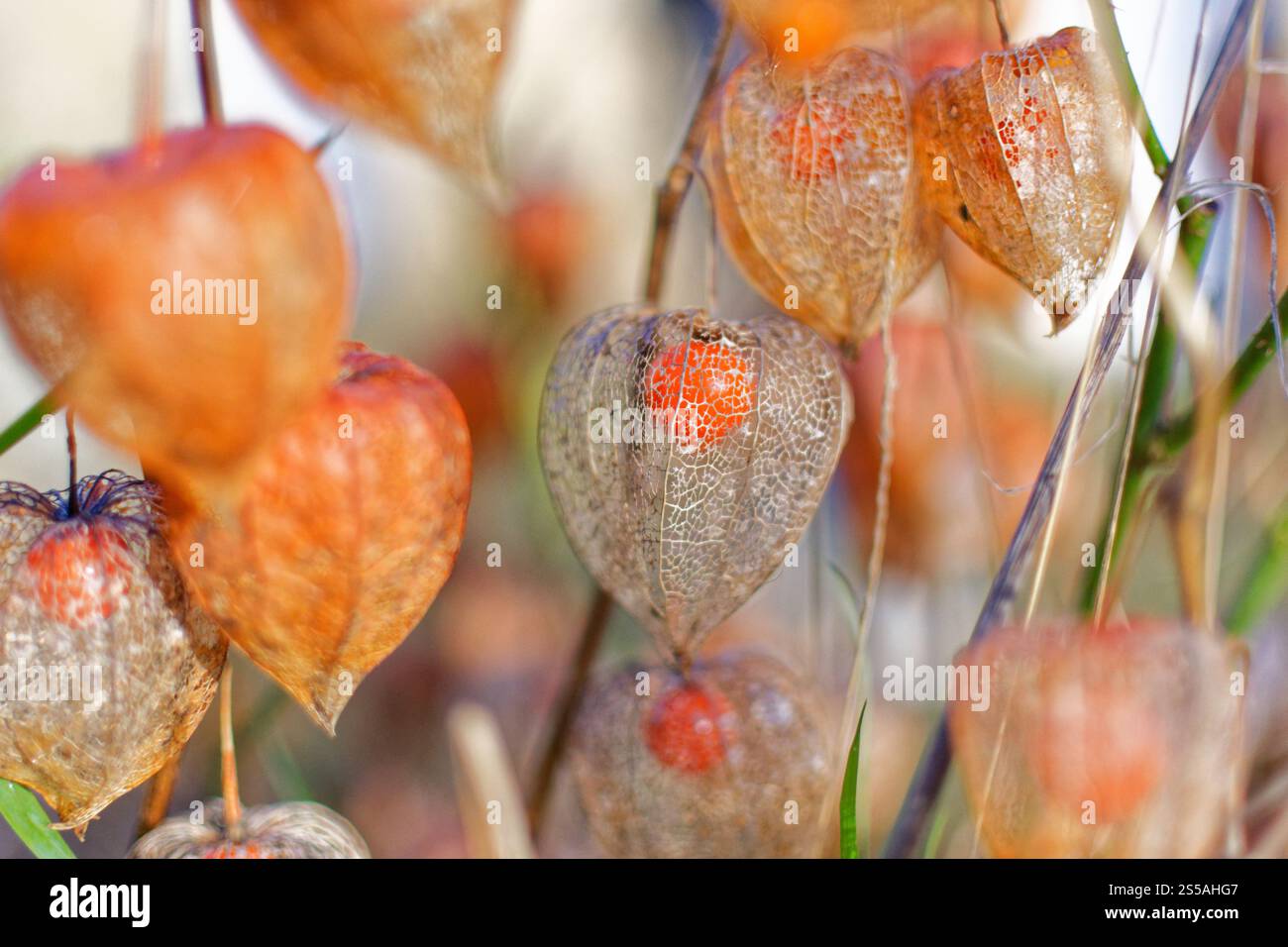 Alkekengi officinarum, flowering plant known as bladder cherry, Chinese ...