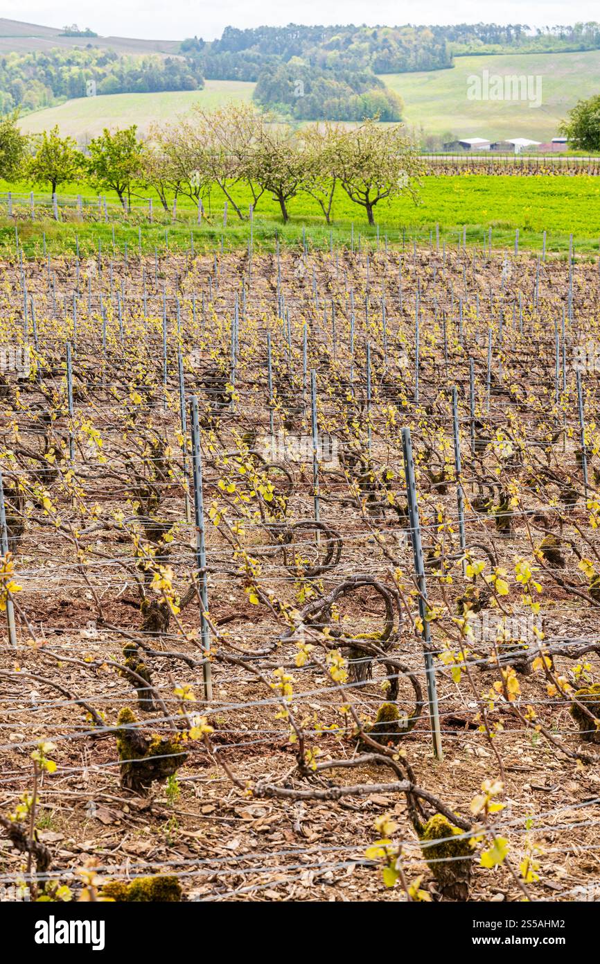 Vines in springtime on the slopes of the Champagne vineyards, Côte des ...