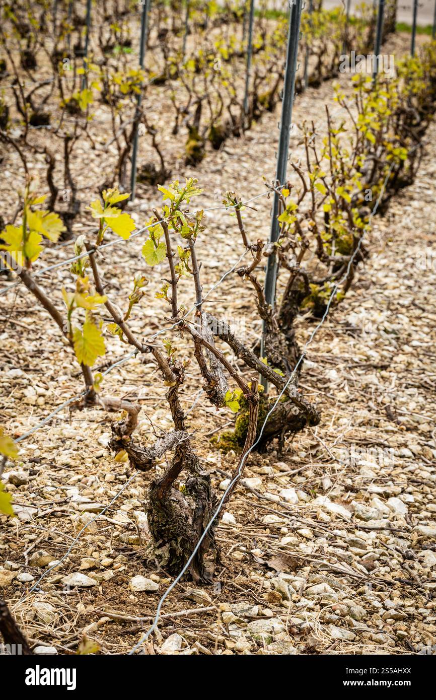 Vines in springtime on the slopes of the Champagne vineyards, Côte des ...