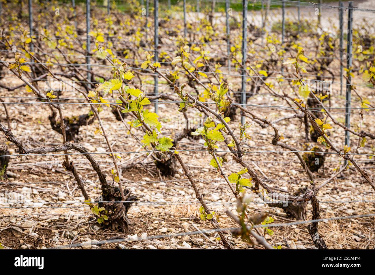 Vines in springtime on the slopes of the Champagne vineyards, Côte des ...