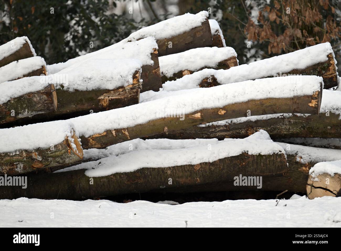 14 January 2025, North Rhine-Westphalia, Dörrenberg: Snow lies on ...