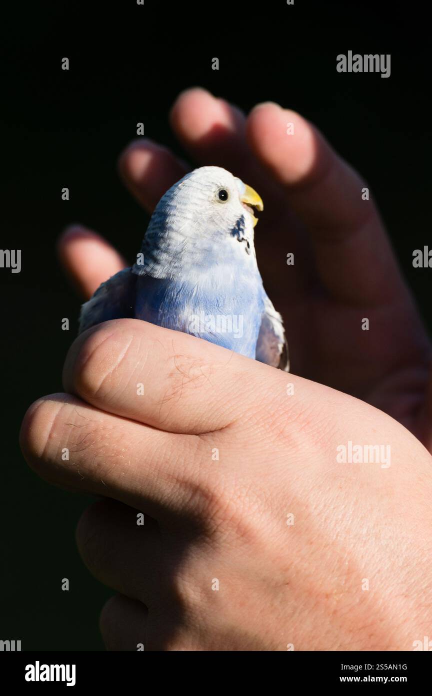 A close-up captures a small, light blue bird resting comfortably in a ...