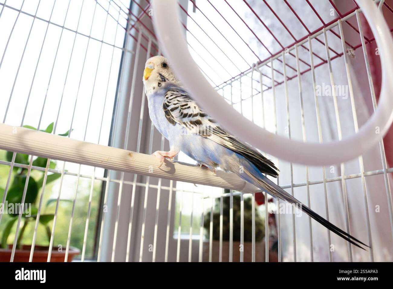 A light blue budgerigar rests on a perch inside a white wire cage ...