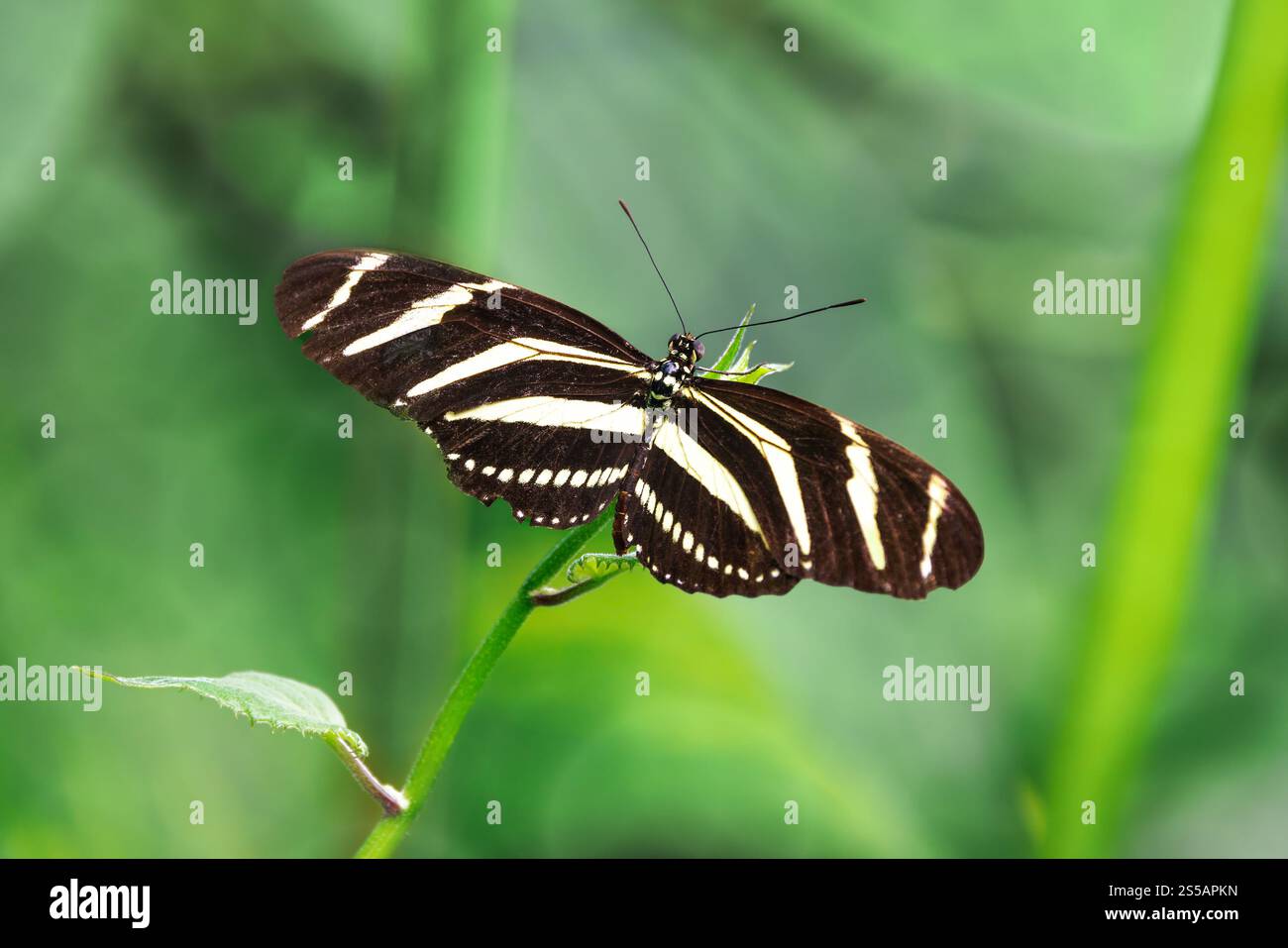 Zebra longwing butterfly, Heliconius charithonia, a species of ...