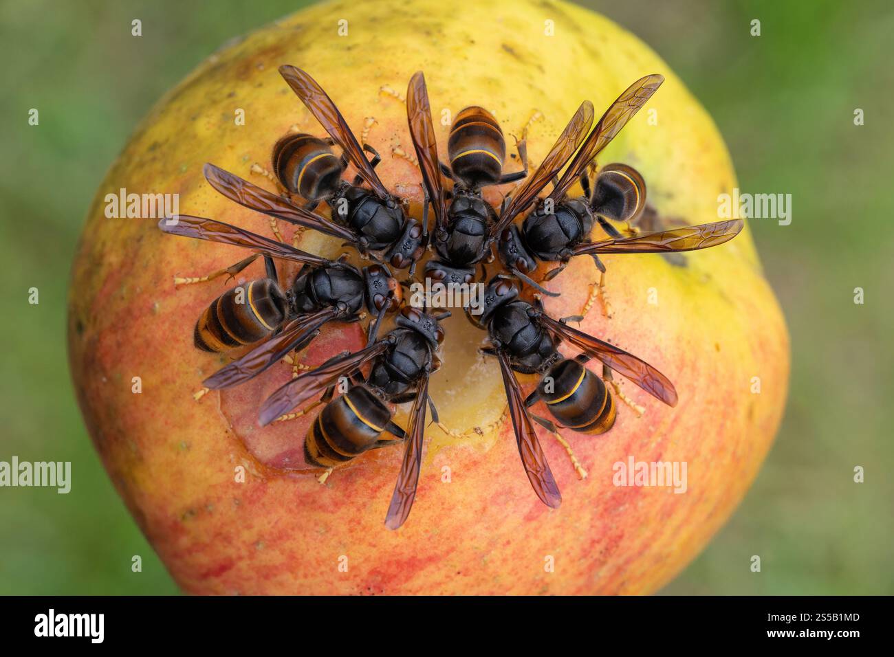 Asian hornets (Vespa velutina) destroy and eat damaged fruit, Asian ...