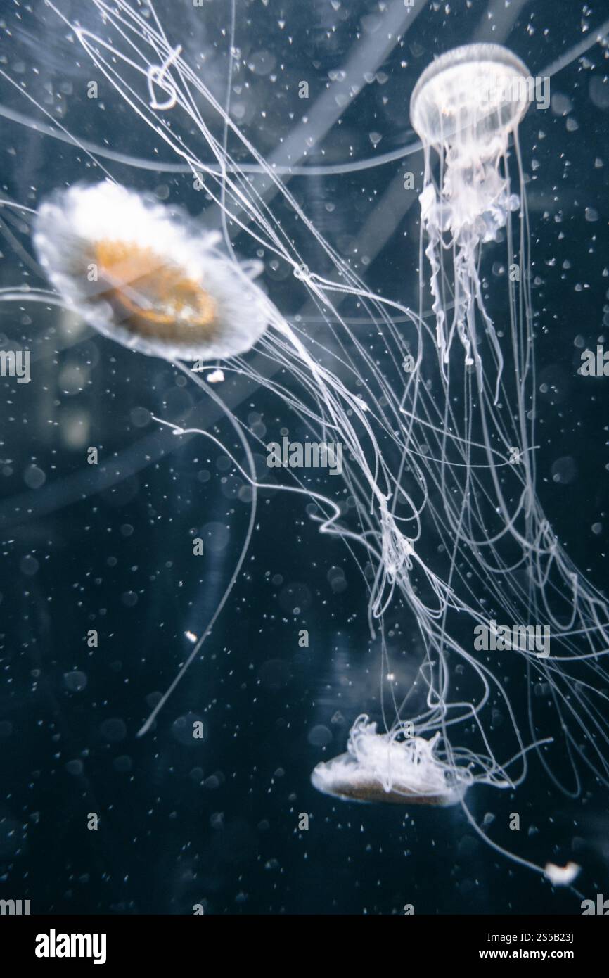 Jellyfish floating in the deep ocean. Macro view. Jellyfish floating in ...