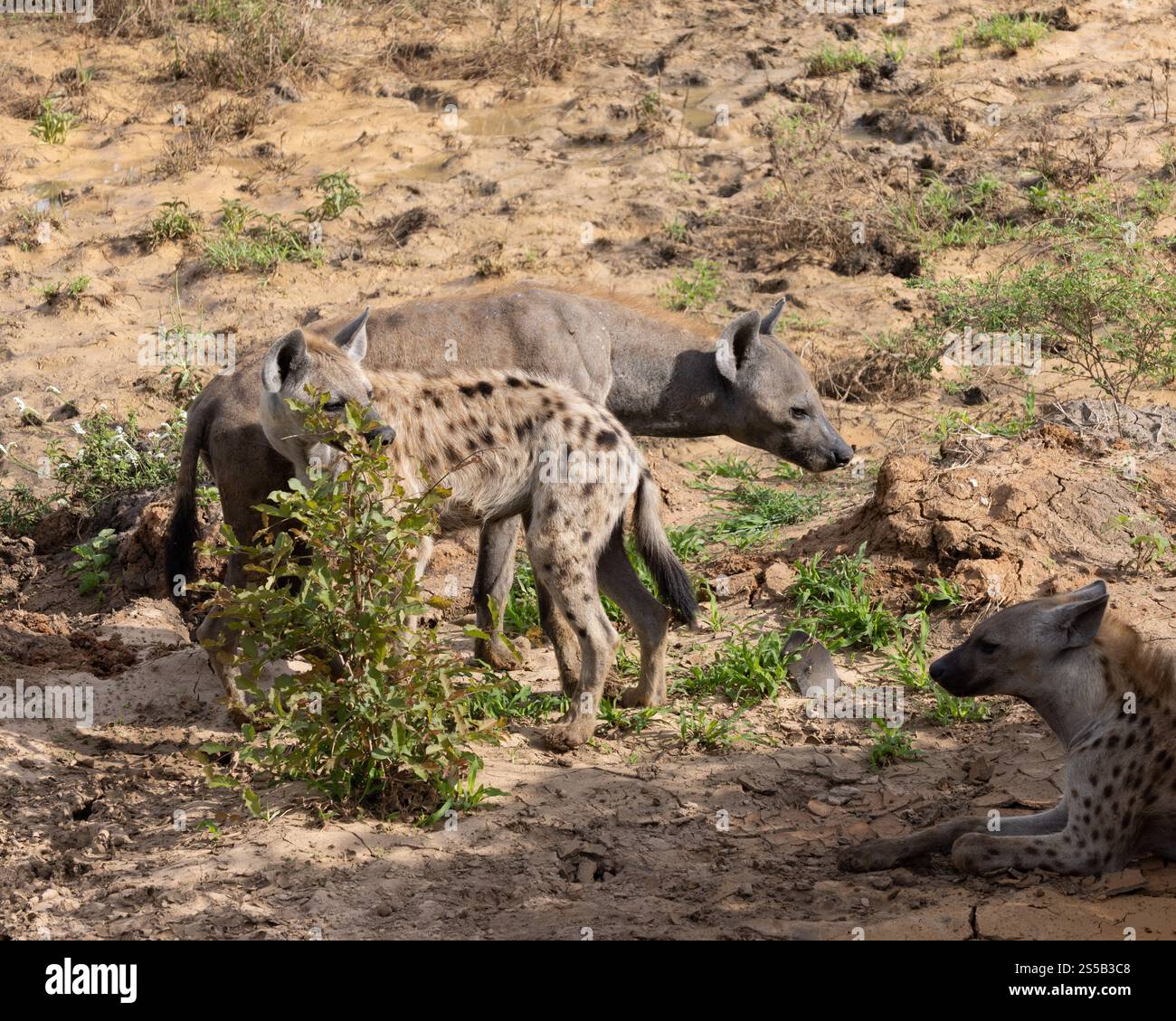 A female Spotted Hyena suckling two year-old pups Stock Photo - Alamy