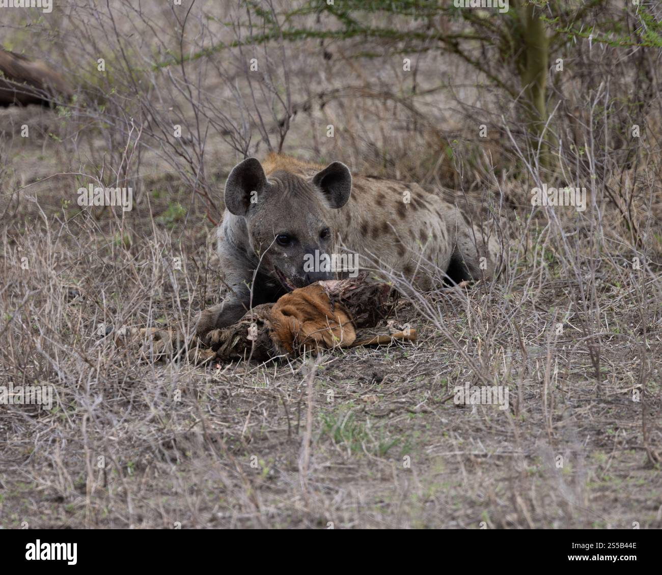 A Spotted Hyena eating the remains of an Imphala Stock Photo - Alamy
