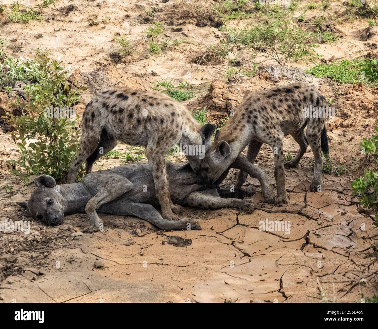 A female Spotted Hyena suckling two year-old pups Stock Photo - Alamy