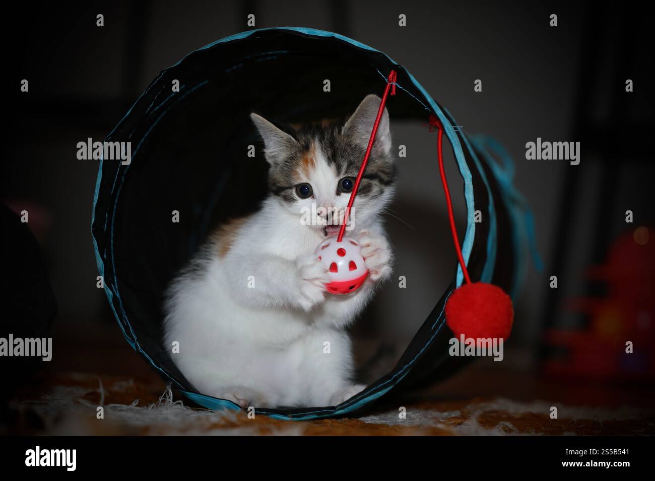 Cute playful kitten Stock Photo - Alamy