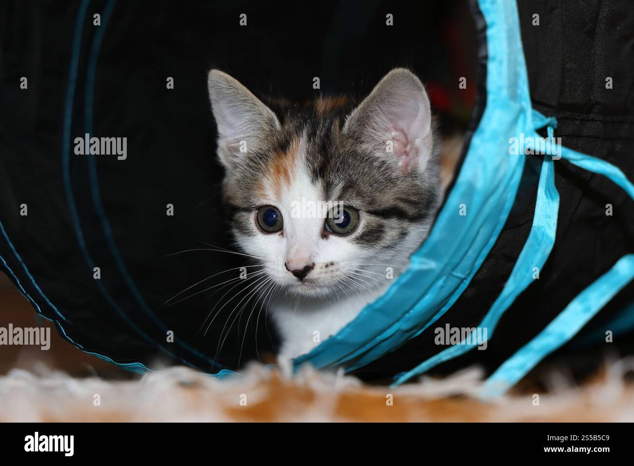 Cute playful kitten Stock Photo - Alamy