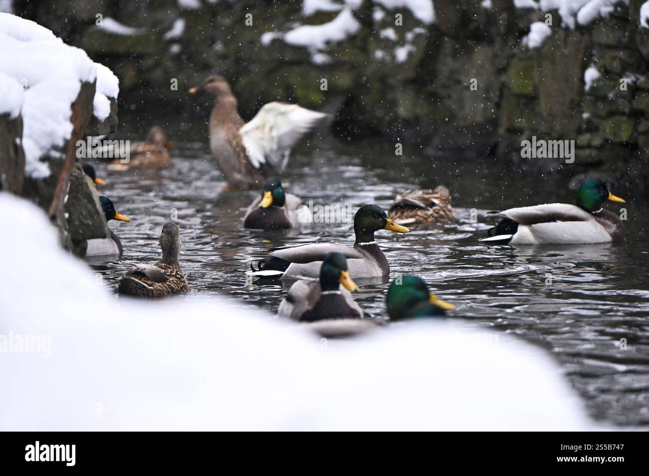 Non Exclusive: LVIV, UKRAINE - JANUARY 12, 2025 - Ducks are at a lake ...