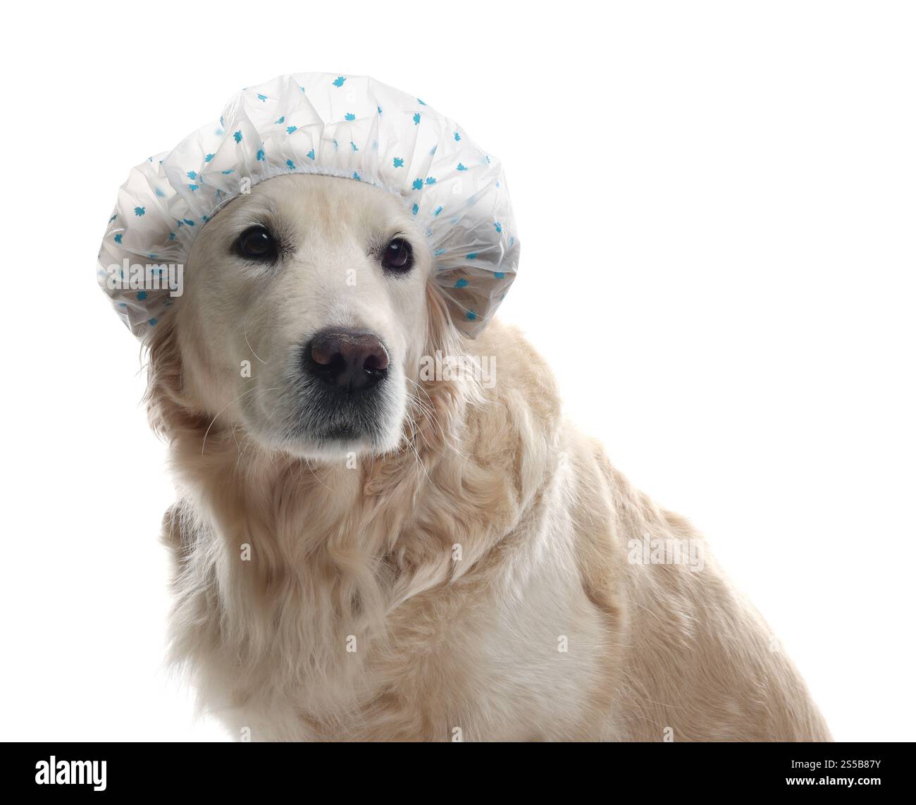 Golden retriever in shower hi-res stock photography and images - Alamy