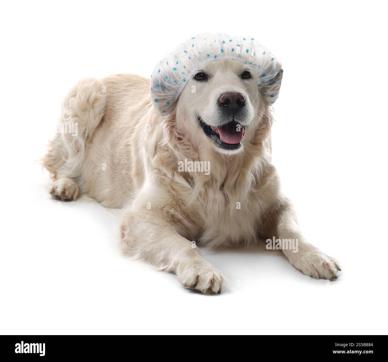 Cute funny dog in shower cap on white background Stock Photo - Alamy