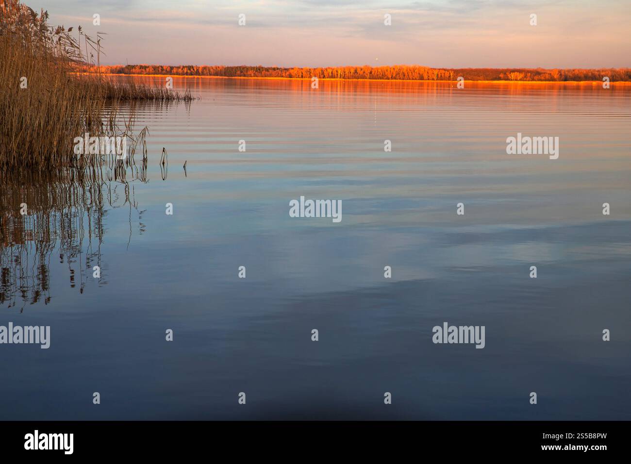 Golden Reed by the Lakeshore at Sunset Stock Photo - Alamy