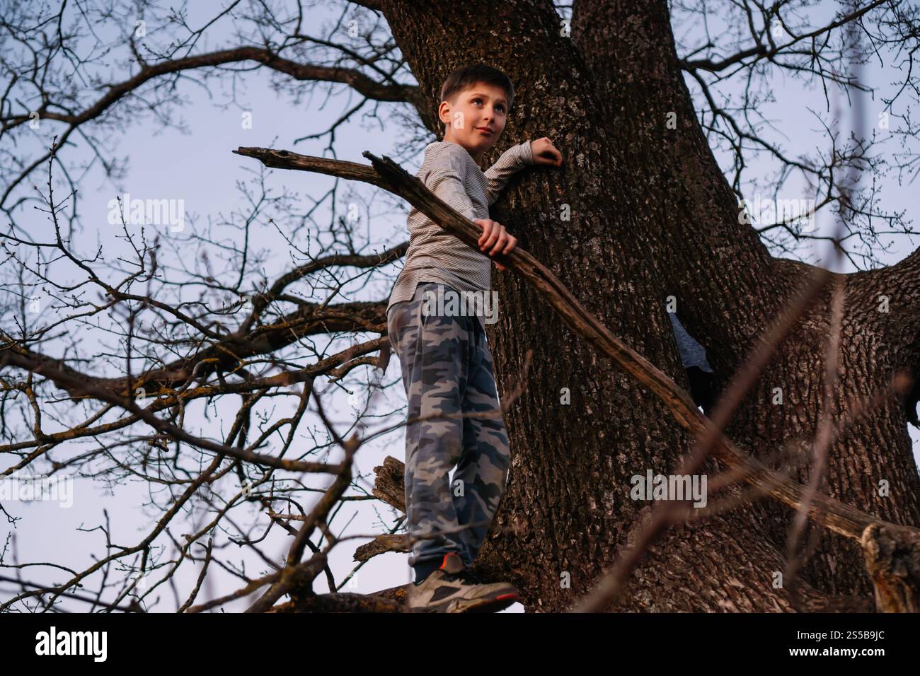 Cute teenage boy, schoolboy climbed large tree in forest, park and ...