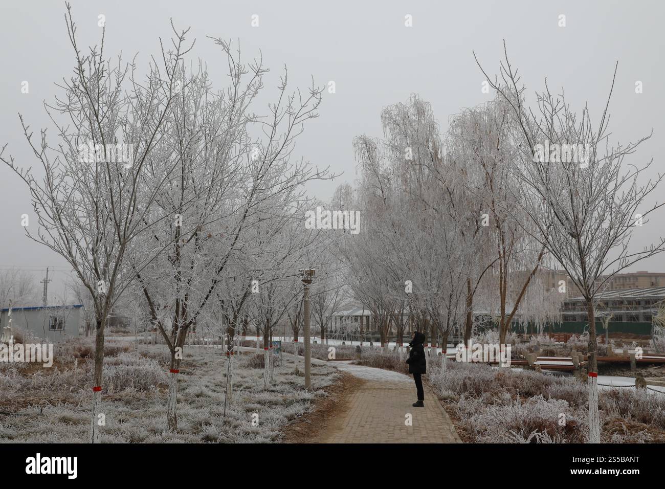 Rime scenery in Aral City, northwest China's Xinjiang Uygur Autonomous ...