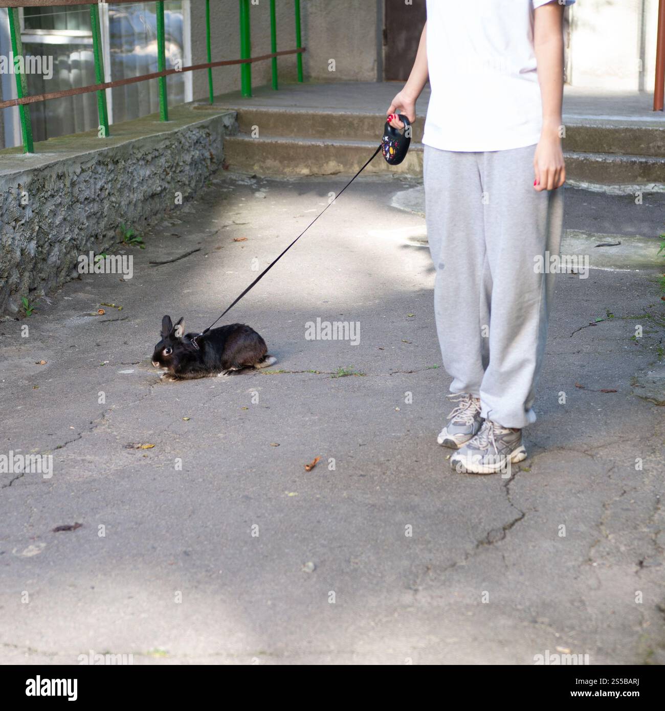 A black rabbit on a leash being walked by a person wearing gray ...