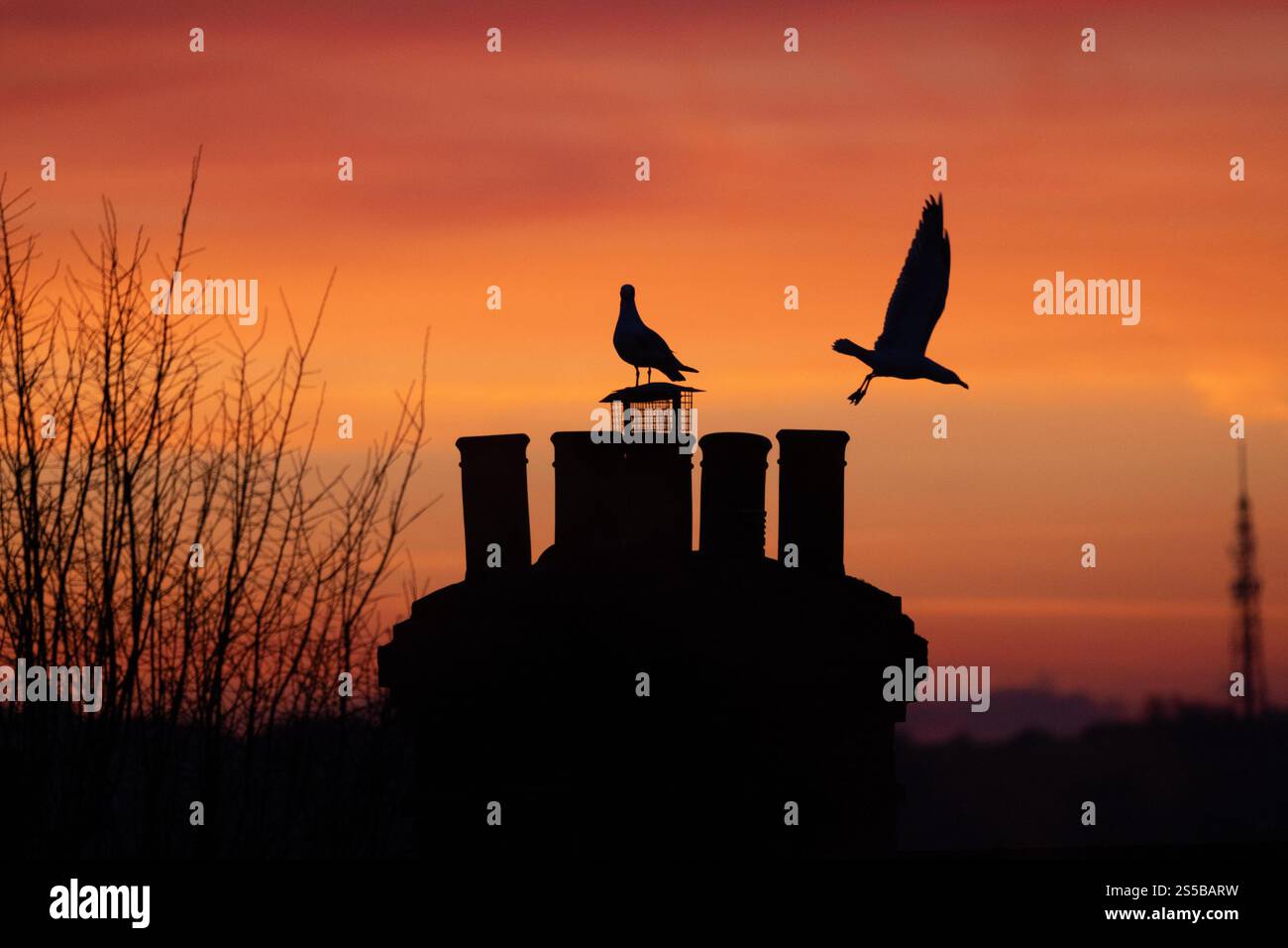 Brighton UK 14th January, 2025 : Two seagulls on a chimney pot are ...