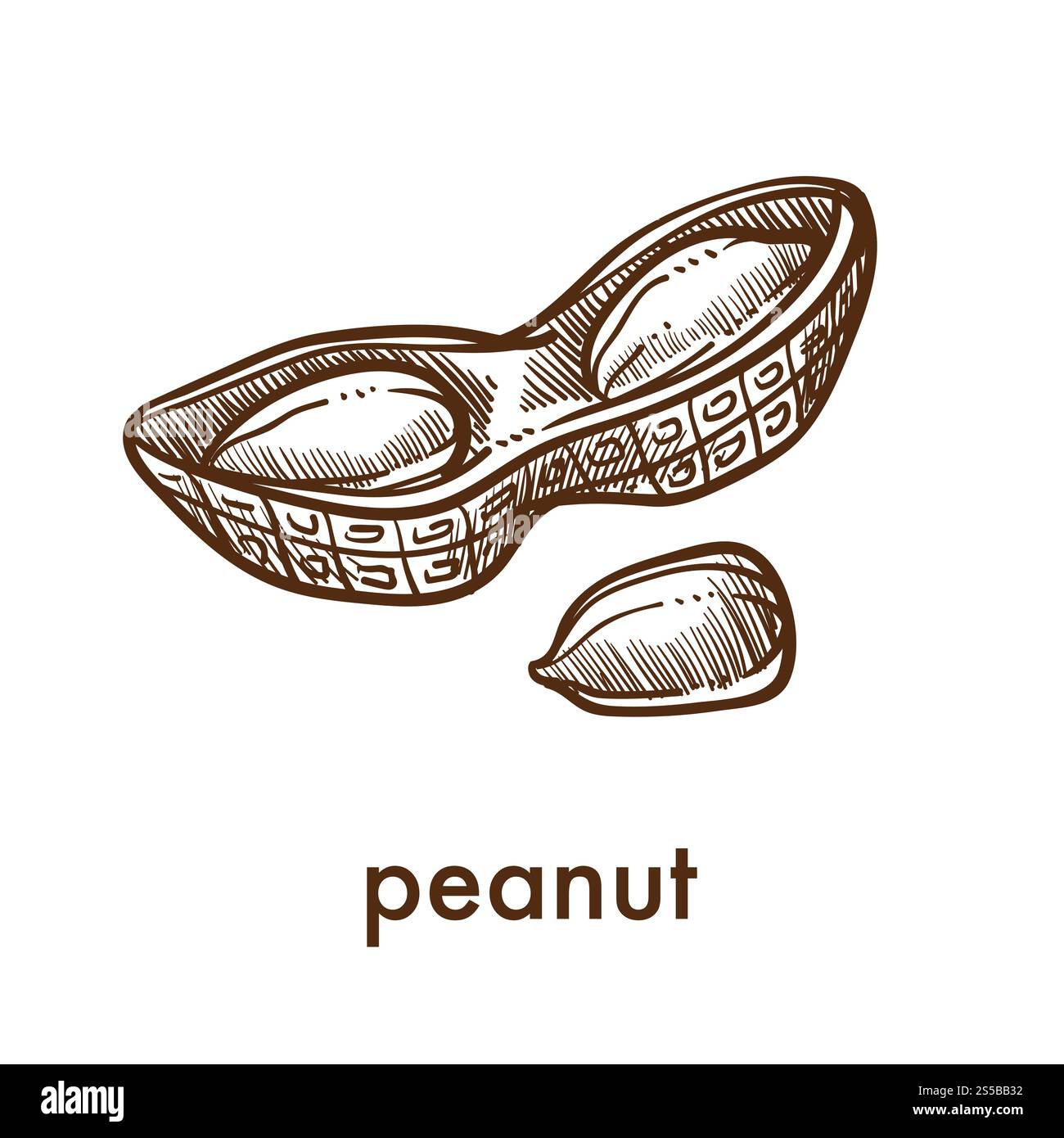 Ripe tasty peanut in half of shell monochrome sketch. Nutritious nut ...