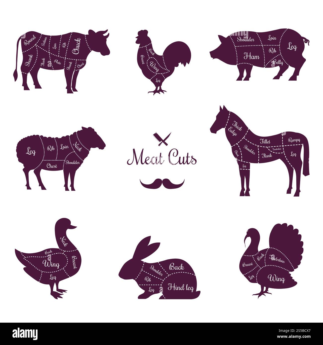 Meat cuts poster with named animals body parts. Butchery shop ...