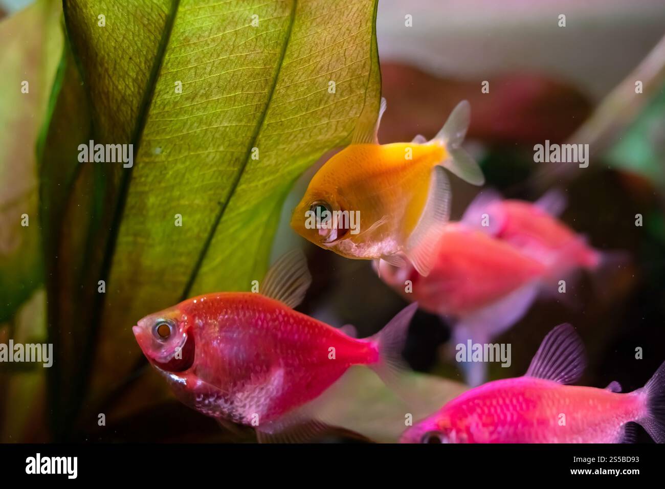 A vibrant group of pink and yellow fish can be seen swimming gracefully ...