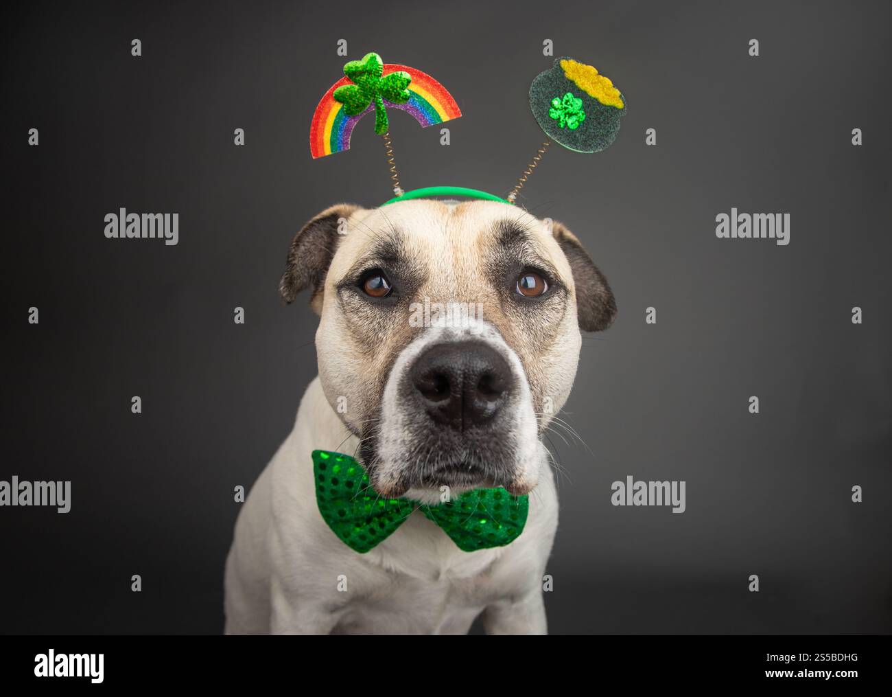 Pit bull mix wearing a bow tie and headband with a rainbow, four leaf ...