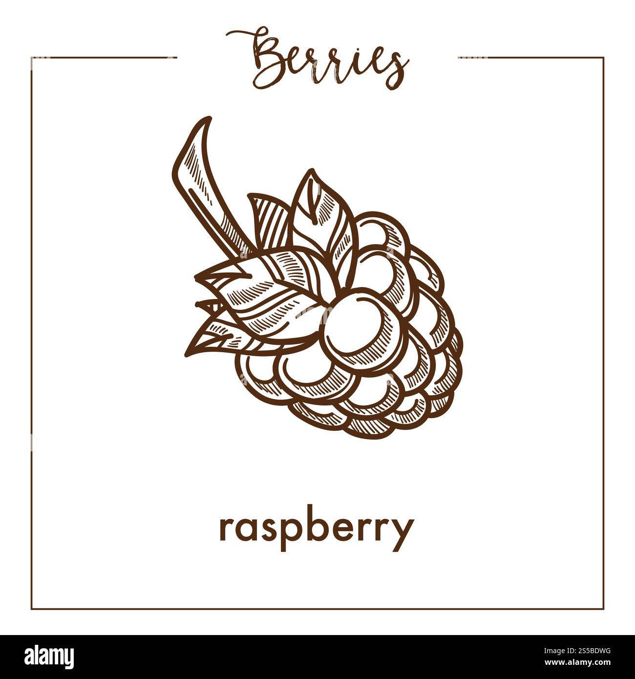 Sweet ripe delicious raspberry monochrome berry sepia sketch. Small ...