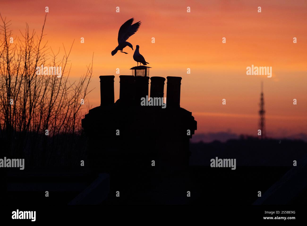 Brighton, UK. 14th Jan, 2025. Two seagulls on a chimney pot are ...