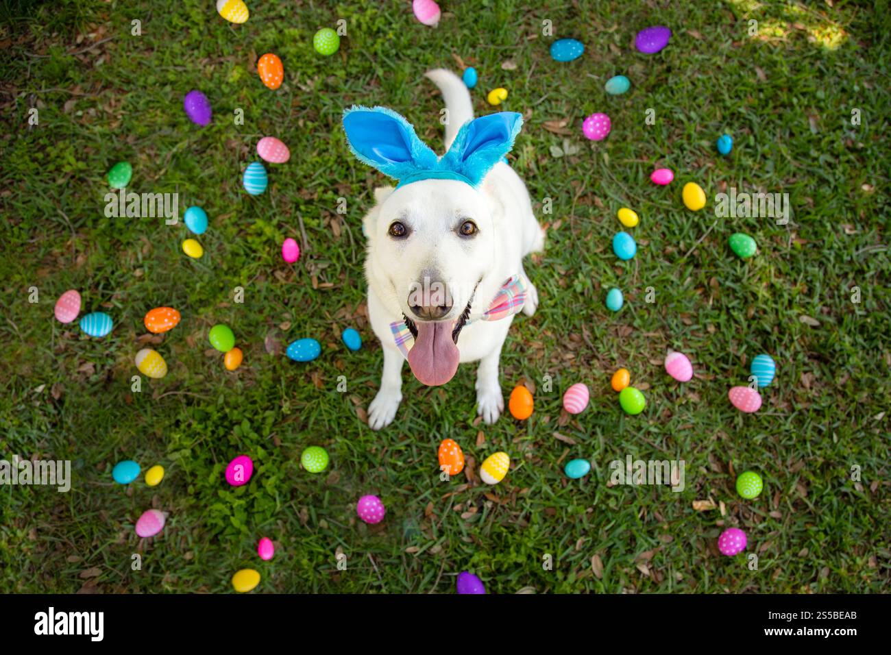 Overhead view of a white German Shepherd sitting on a lawn surrounded ...