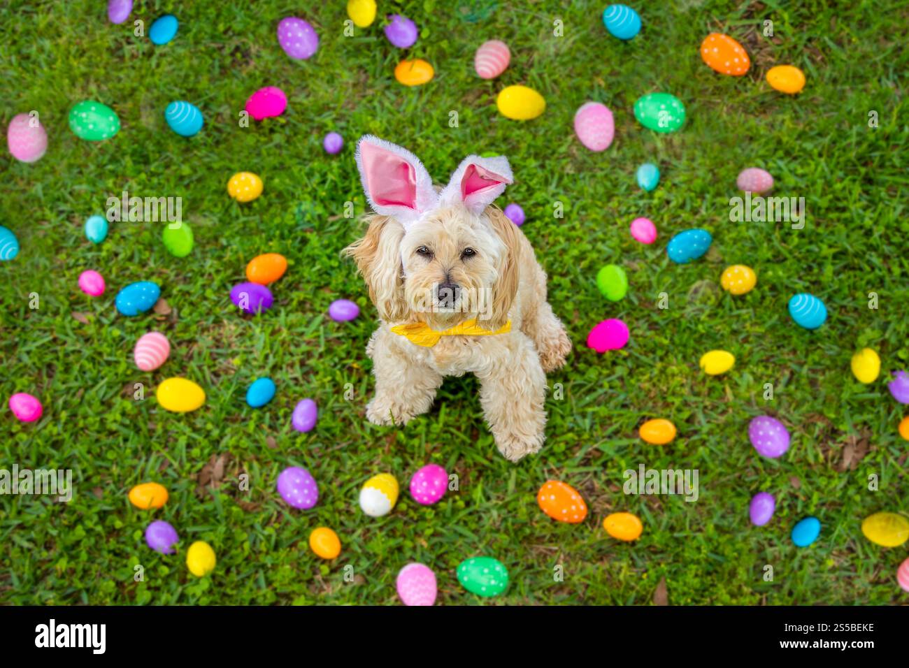Overhead view of a cockapoo wearing bunny ears and a bow tie sitting on ...